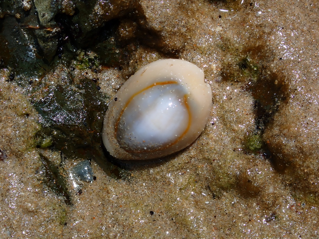 Gold Ring Cowry from Diggers Camp NSW 2462, Australia on January 28 ...