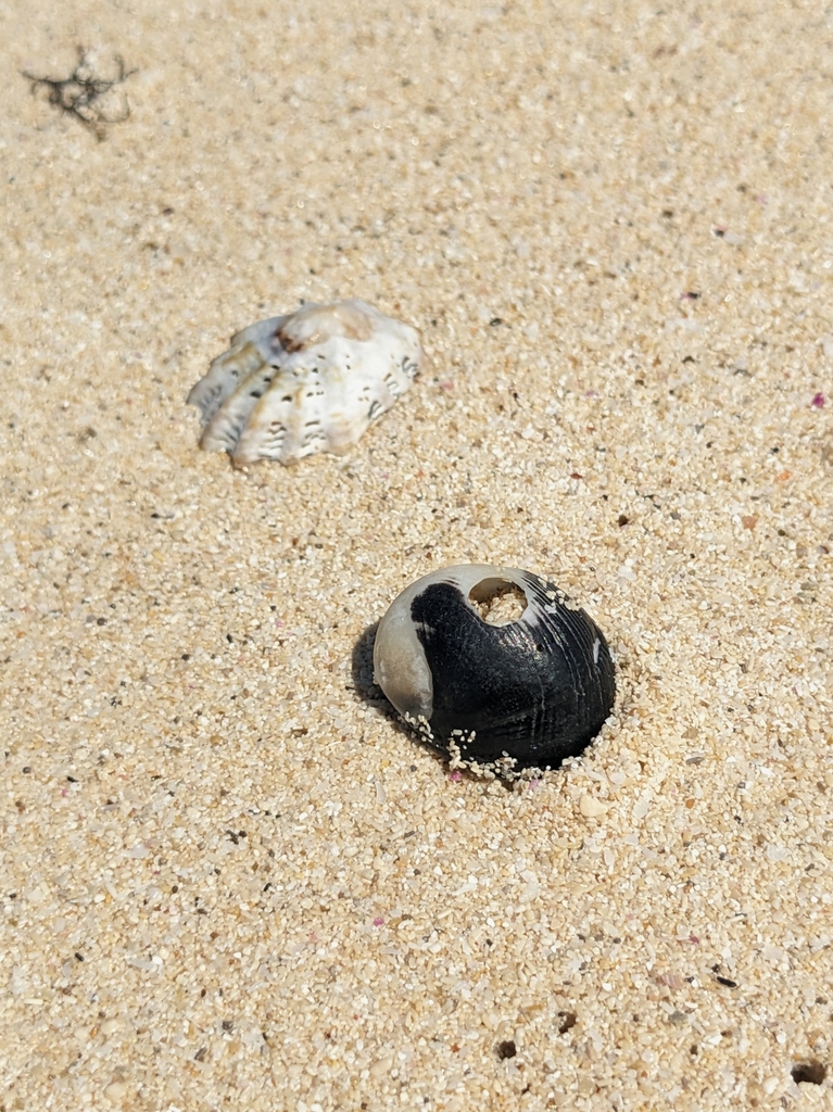 Australian Black Nerite from XFMX+P9, Rottnest Island WA 6161 ...