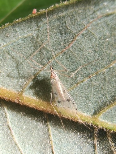 Género Crypteria · iNaturalist Mexico