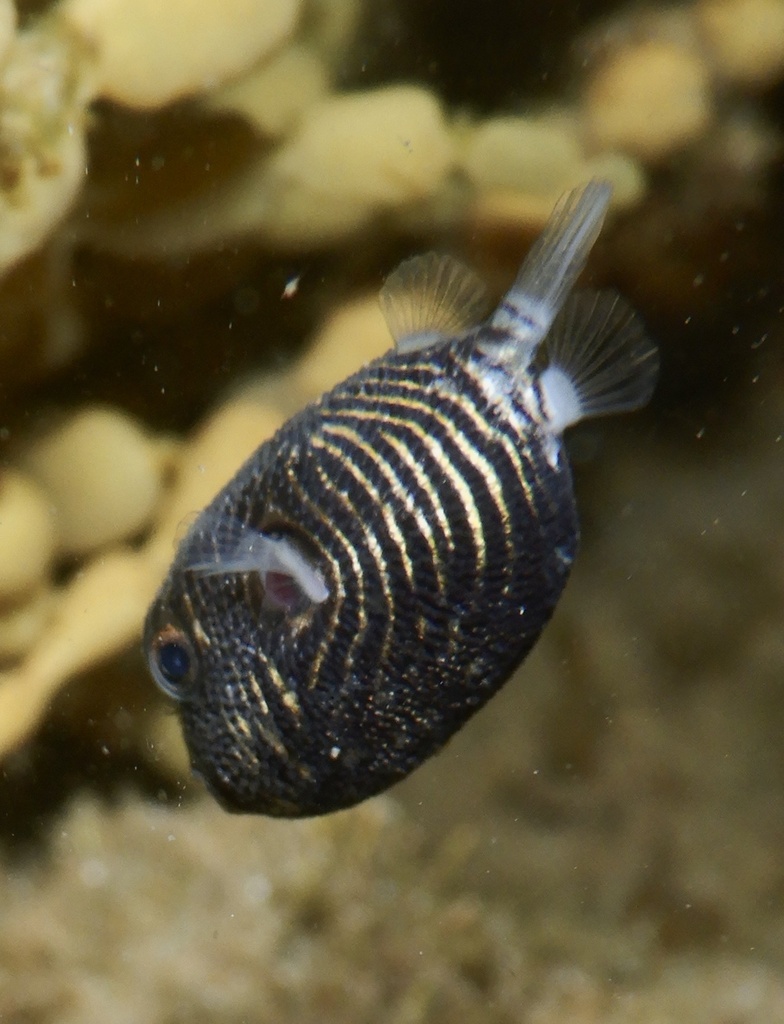 Starry Puffer from Woolgoolga Bay, Woolgoolga, NSW, AU on January 27 ...