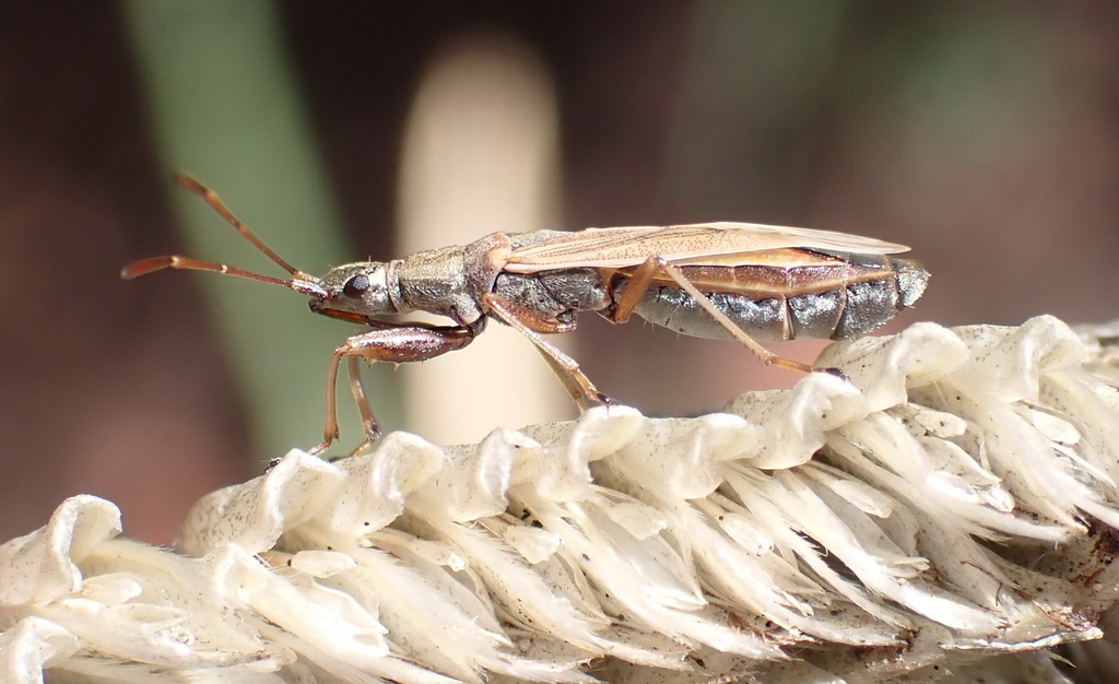 Paromius from Golden Gate Highlands National Park, South Africa on ...