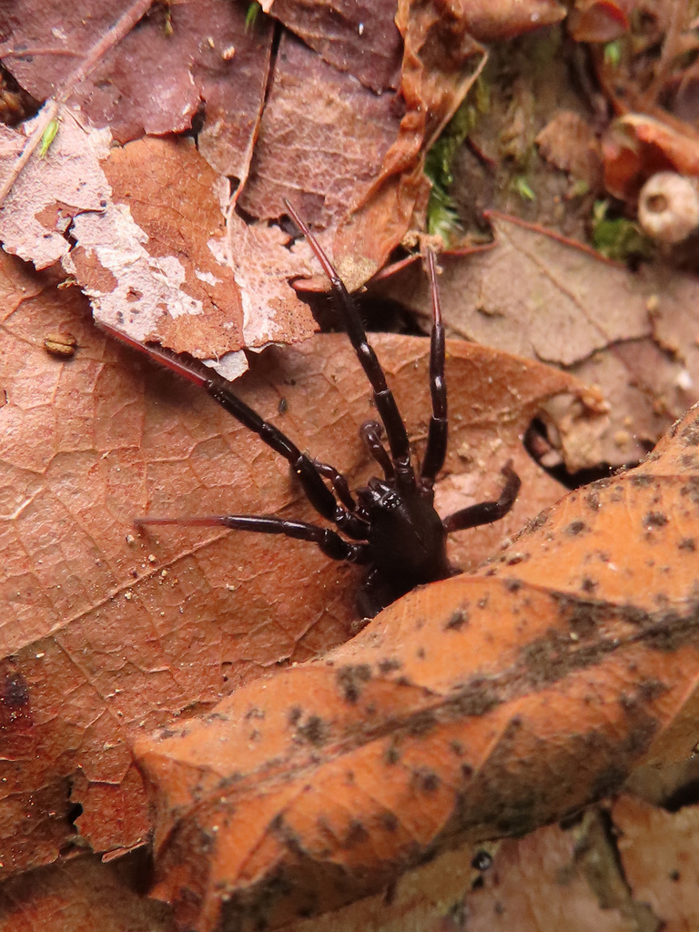 Spiders from Район Аоба, Сендай, Мияги, Япония on June 6, 2021 at 12:57 ...