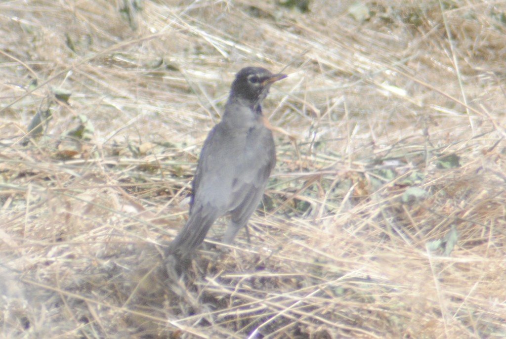 Western Robin from Baker County, OR, USA on July 29, 2019 at 03:14 PM ...