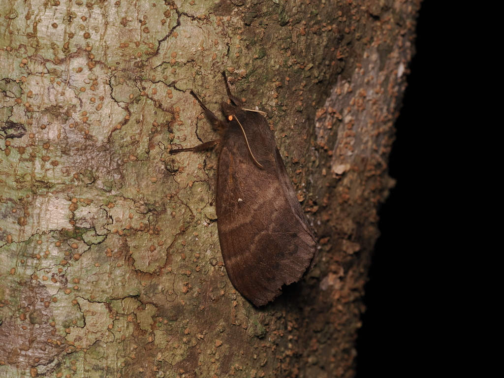 Kunugia iwasakii from 日本、〒907-0241 沖縄県石垣市桃里 on January 24, 2025 at 10: ...