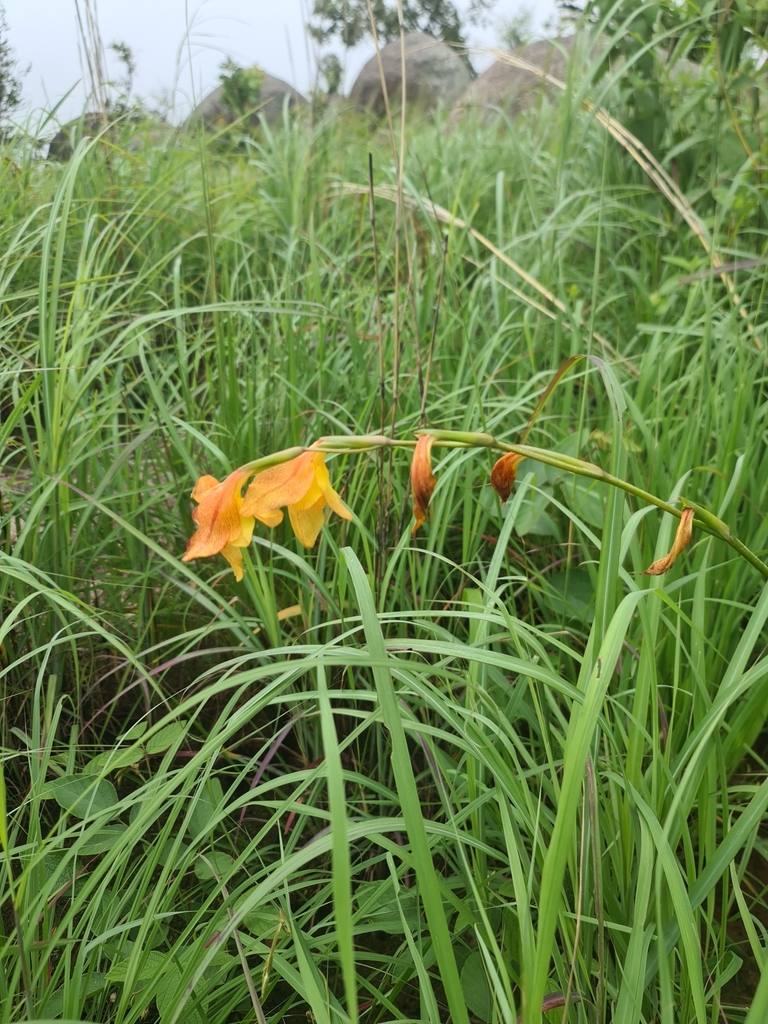 Dragon's-head Lily from TA Jalasi, MW-MG, MW on January 26, 2025 at 02: ...