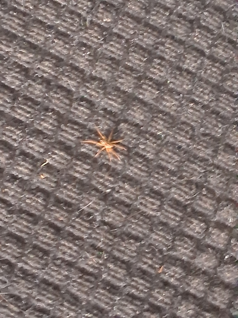 Spiders from Town Center, Jupiter, FL 33458, USA on January 28, 2025 at ...