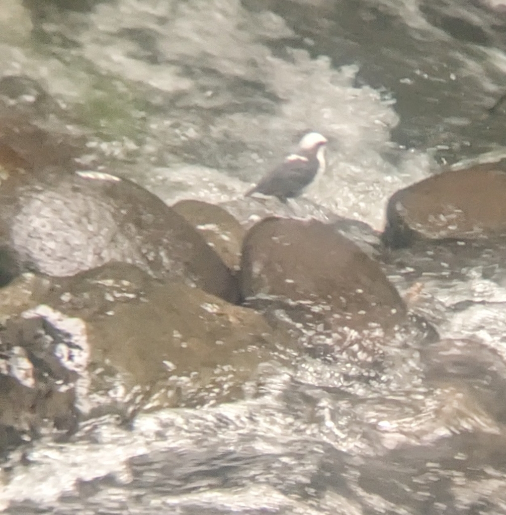White-capped Dipper from WCJ4+CWH, Nono, Ecuador on January 26, 2025 at ...