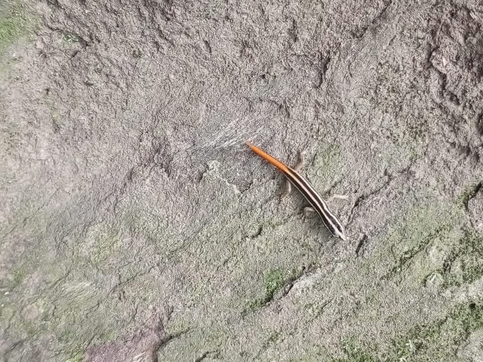 Lipinia microcerca from Kayin, MM on November 7, 2024 at 06:49 PM by ...