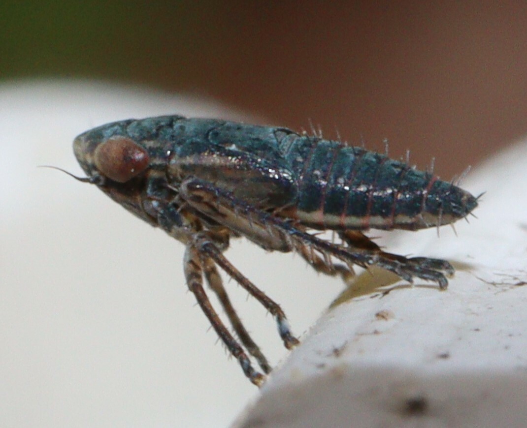 Euscelis incisus | Insect Vectors of Plant Disease