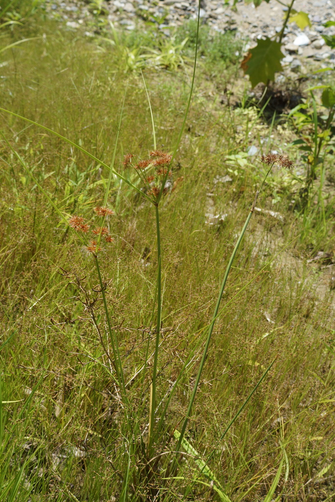 Cyperus compactus from 필리핀 팔라완 on May 19, 2024 at 12:47 PM by taehun ...