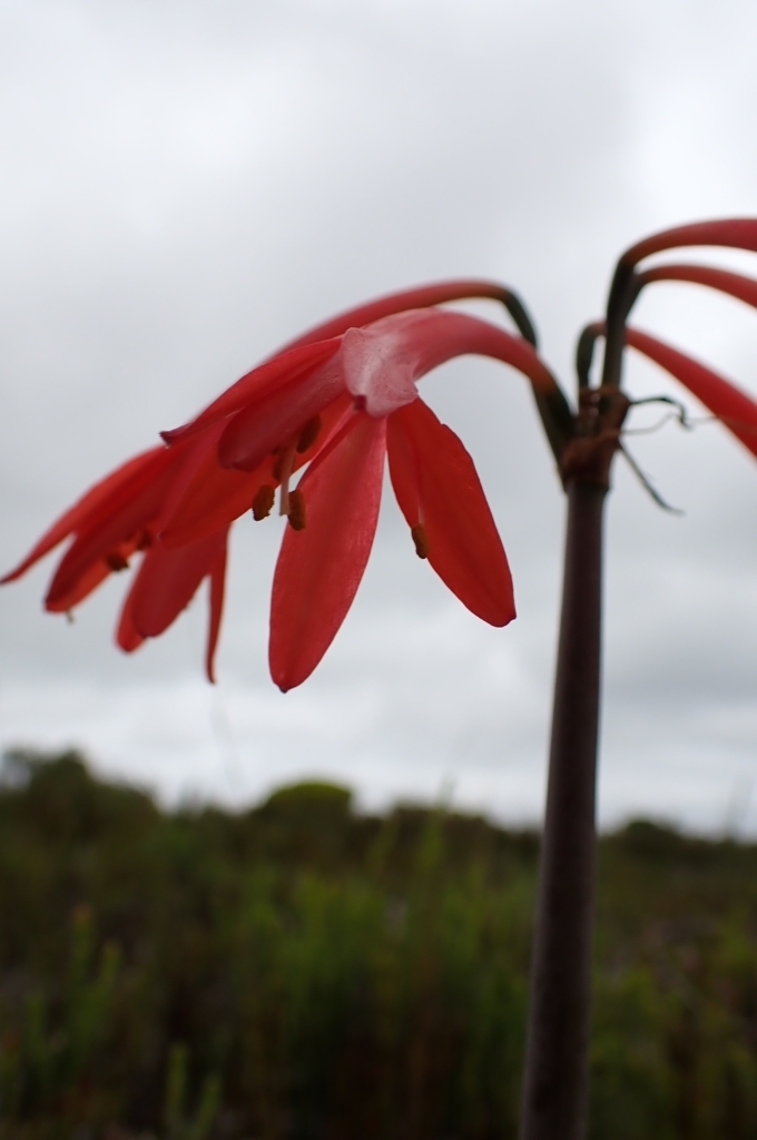 Garden Route Firelily from Hessequa Local Municipality, South Africa on ...