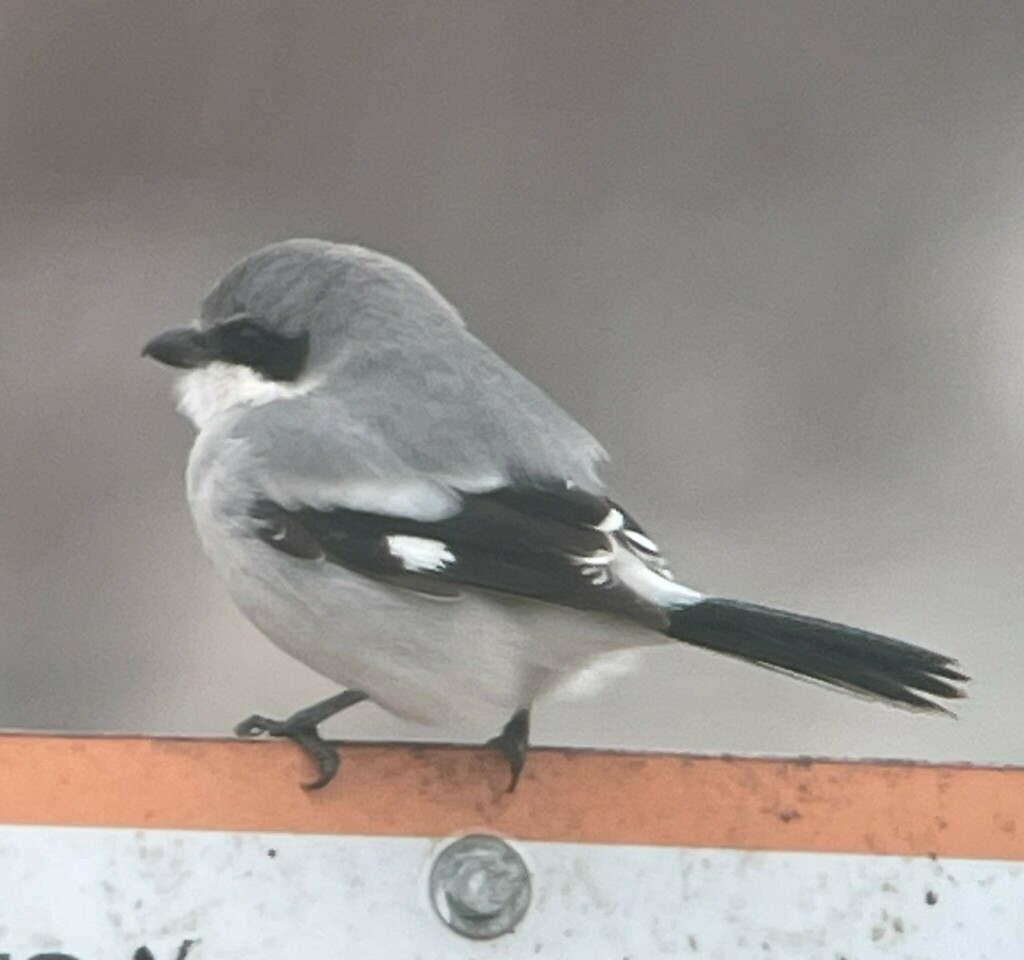 Loggerhead Shrike from Kyle, TX, USA on January 27, 2025 at 09:56 AM by ...