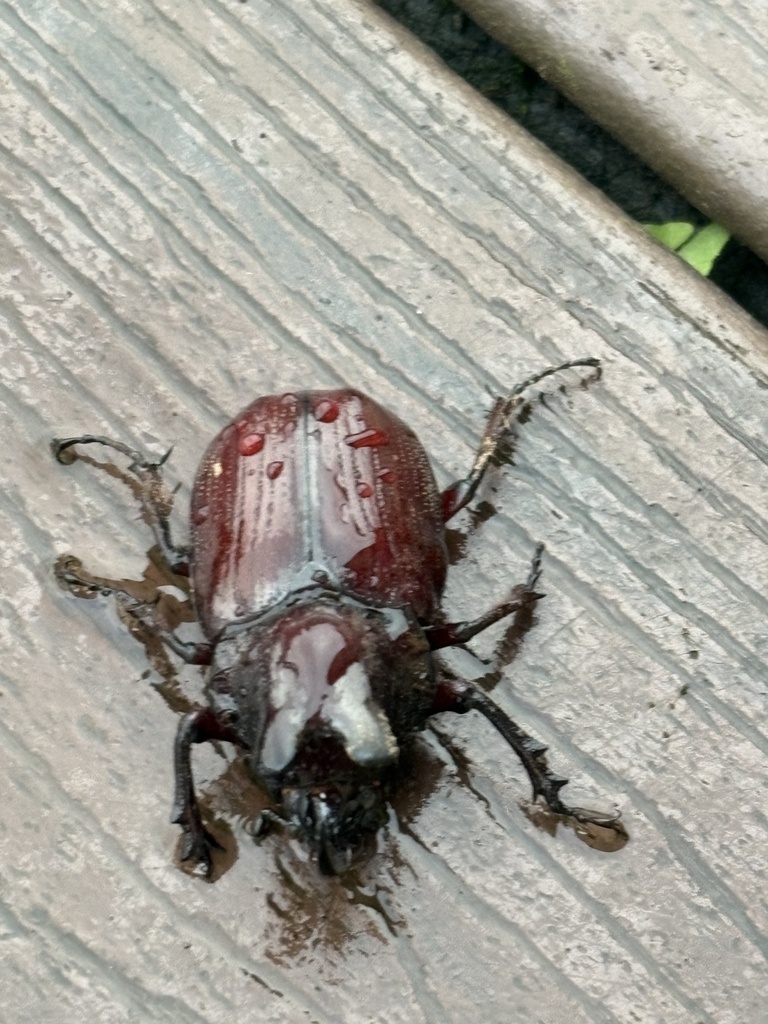 Coelosis biloba from Arenal Volcano National Park, San Carlos, Alajuela ...