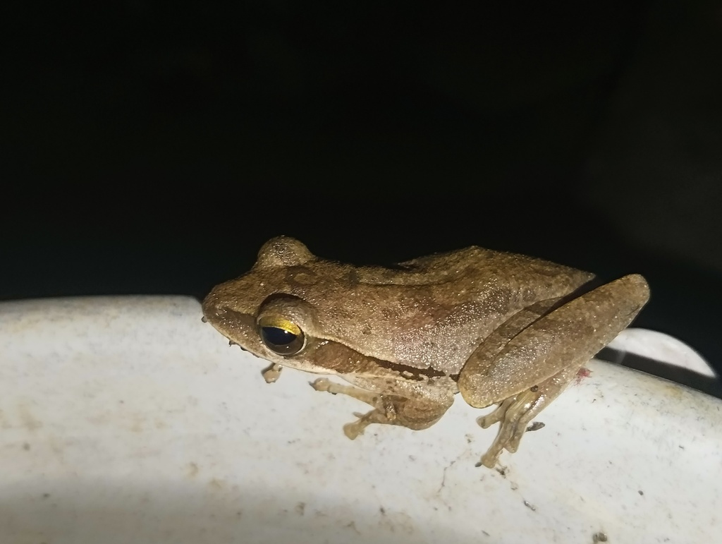 Chunam Tree Frog from Churhe Bada, Brahmapuri, Maharashtra 441206 ...