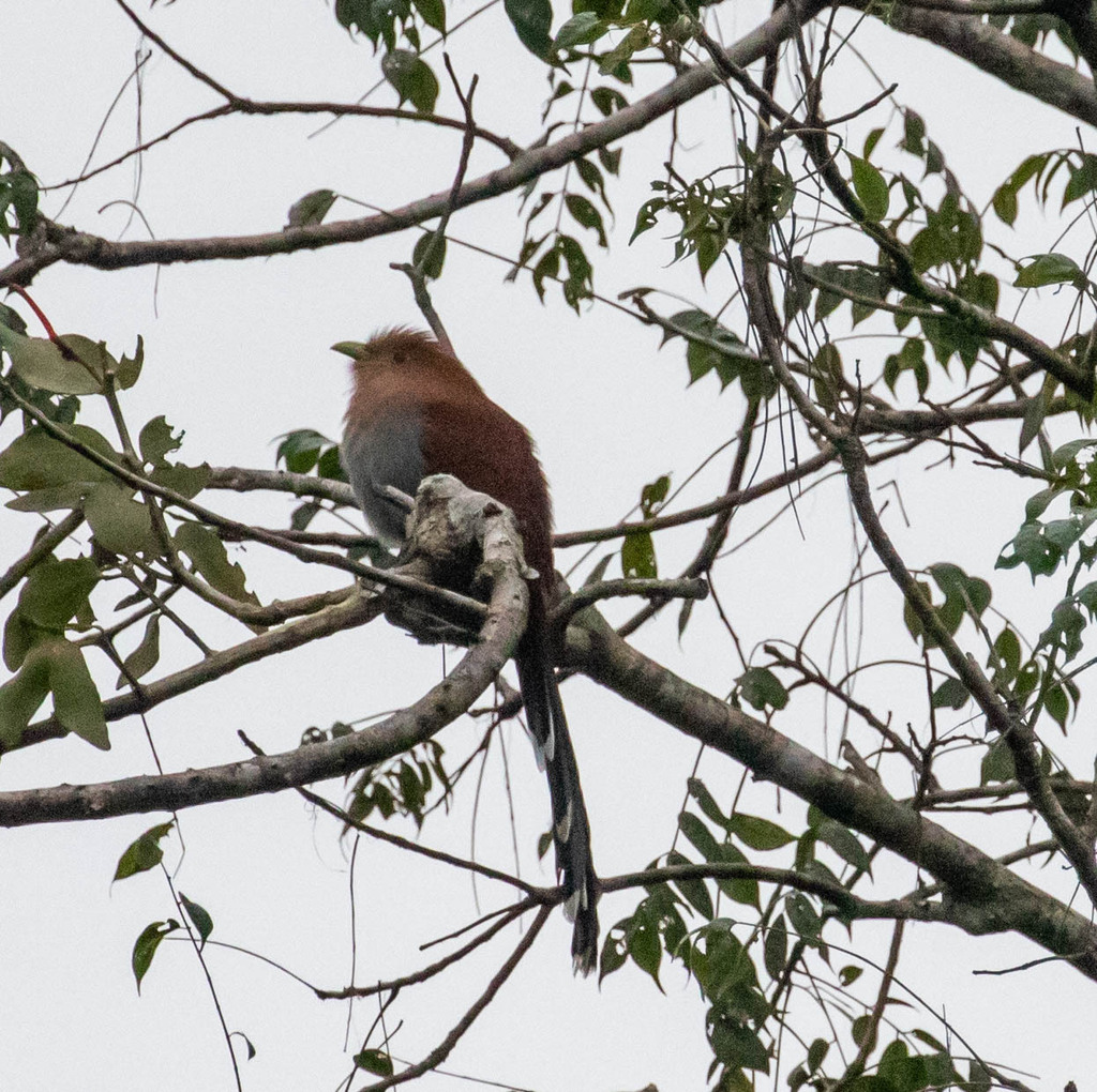 Squirrel Cuckoo from Orange Walk District, Belize on January 19, 2025 ...