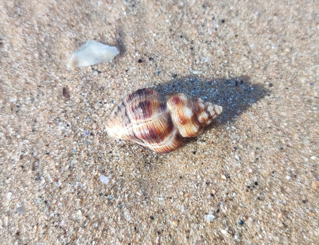 Cantharus cecillei from Ningde, CN-FJ, CN on January 23, 2025 at 03:38 PM by wresy · iNaturalist