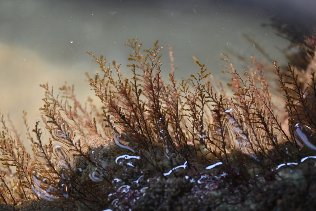 Christmas Tree Hydroid from Thotlakonda, Andhra Pradesh, India on ...