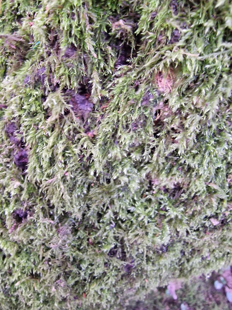 Mouse-tail Moss from Burgess Hill RH15 8DQ, UK on January 28, 2025 at ...