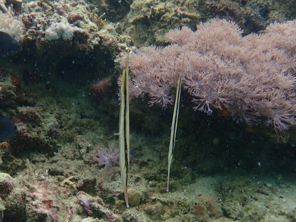 Jointed Razorfish from Puerto Galera, Oriental Mindoro, Philippines on ...