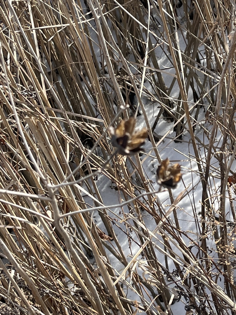 swamp rose mallow from Peterson Refuge Boardwalk, Wilmington, DE, US on ...