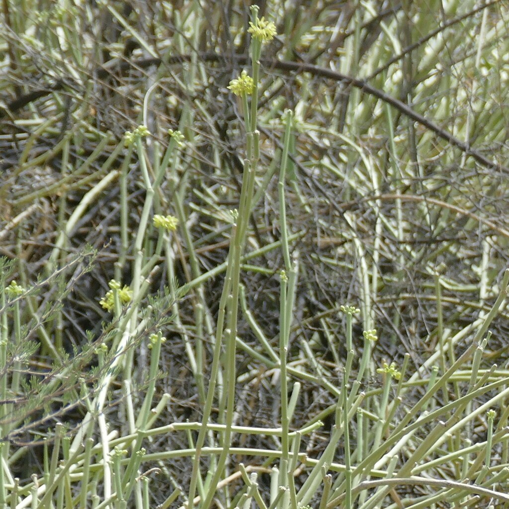 Caustic Vine from D1982 area Us-Hoogte-Pass, Khomas, Namibia on January ...