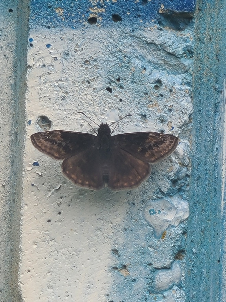 Wild Indigo Duskywing from Guelph, ON, Canada on July 9, 2024 at 09:15 ...