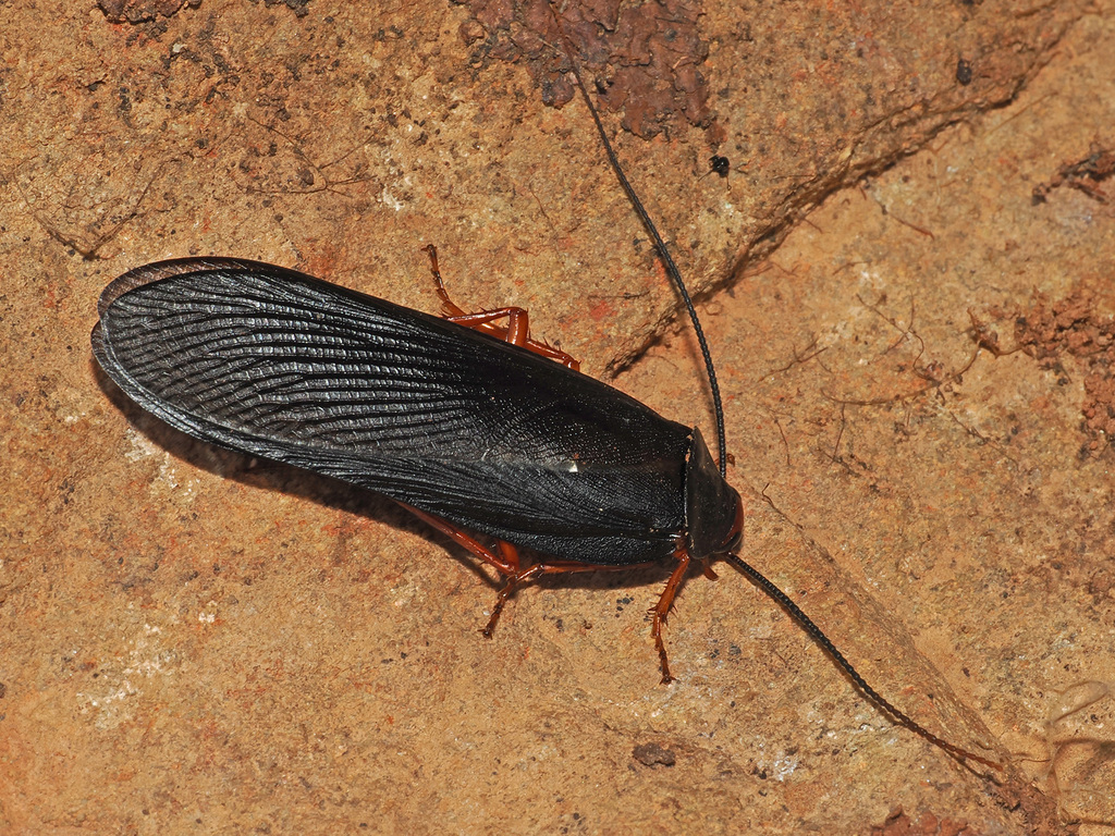 Red-headed Cockroach from Keurkloof, Volmoed, Eden, Western Cape, South ...