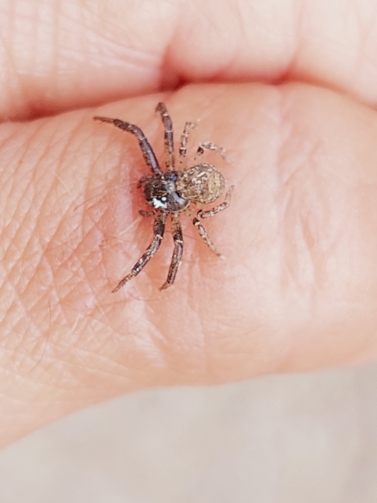 Ground Crab Spiders from 9M62+WHX, Rossing, Namibia on January 28, 2025 ...
