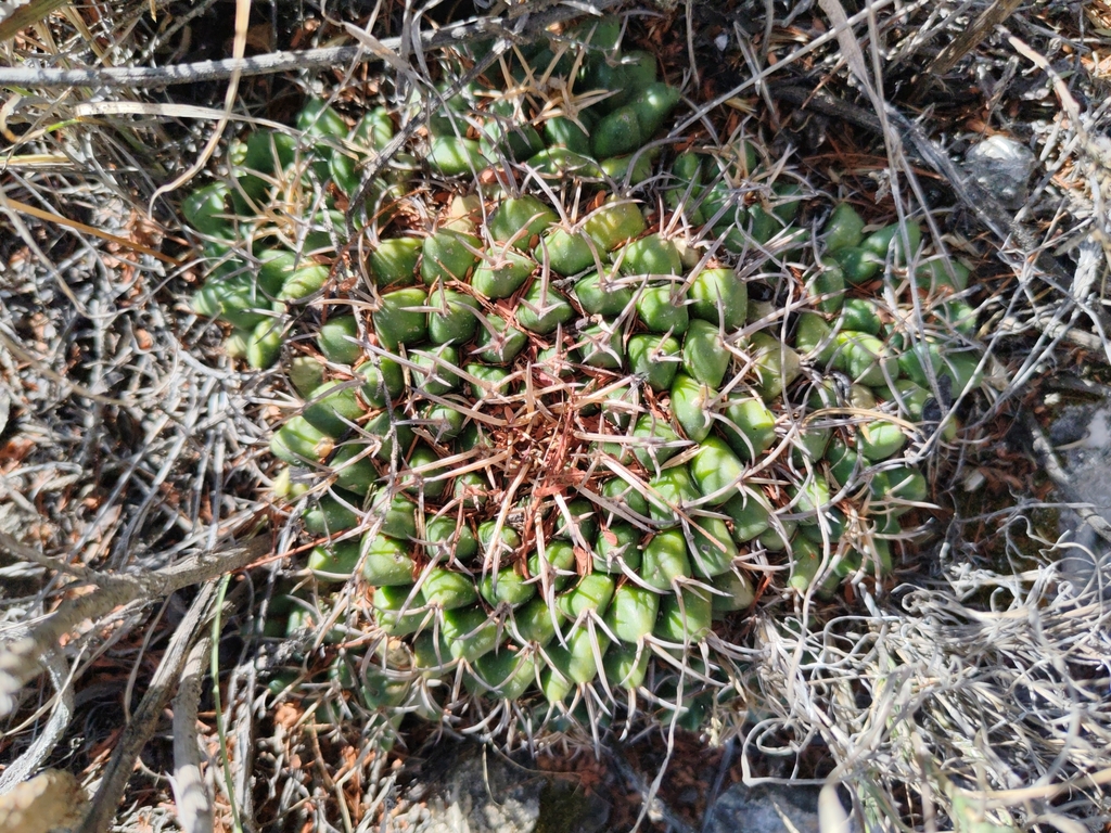 Mexican pincushion cactus from Lomas Residencial Pachuca, 42094 Pachuca ...