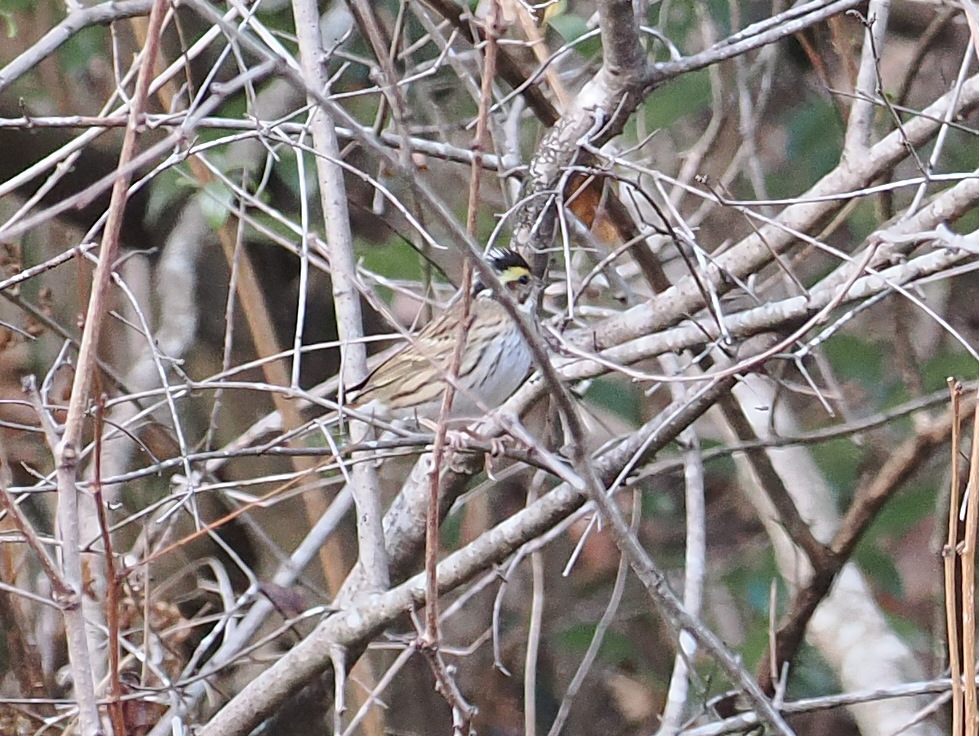 Yellow-browed Bunting from 浙江省杭州市余杭区闲林水库周边 on January 27, 2025 at 03:33 ...