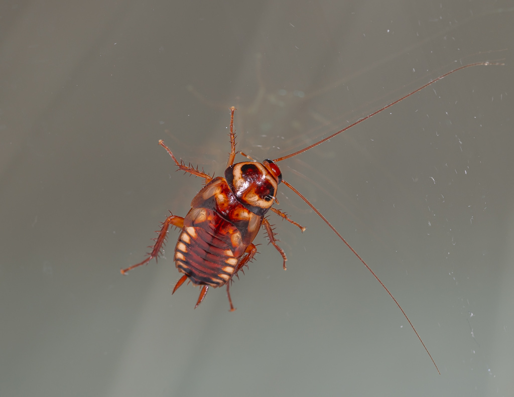 Australian Cockroach from Eustis, FL, USA on December 18, 2024 at 12:46 ...