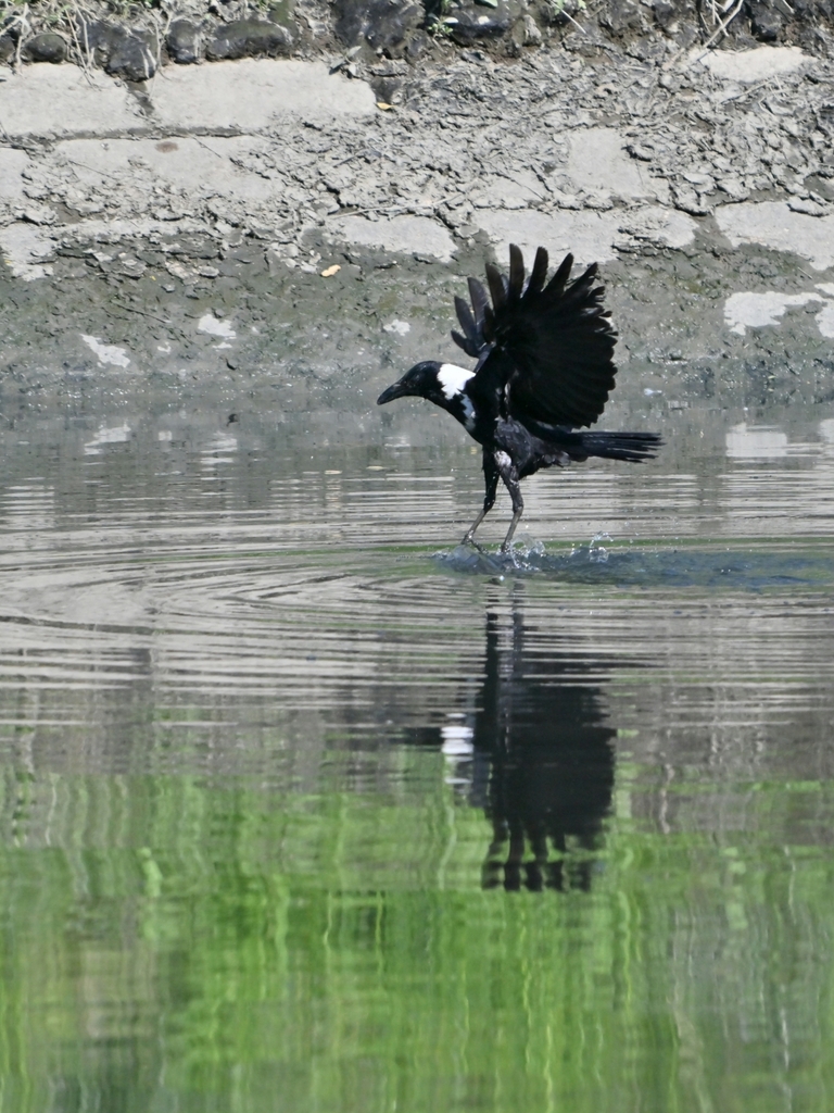 Collared Crow from 香港元朗錦田河 on January 27, 2025 at 03:04 PM by ...