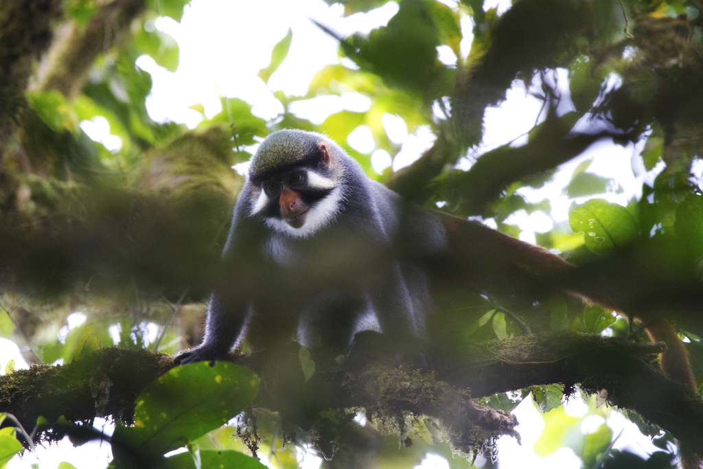 Cercopithecus erythrotis (Приматы) · iNaturalist