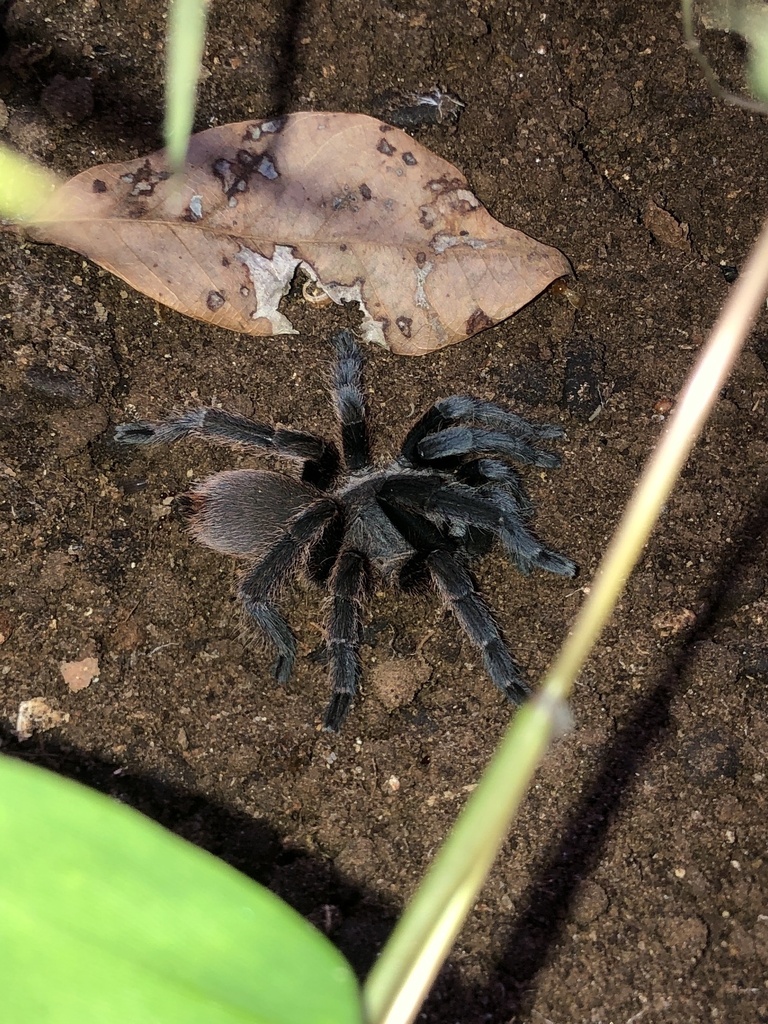 Asia-Pacific Tarantulas from Sumatra, Kabupaten Lampung Selatan ...