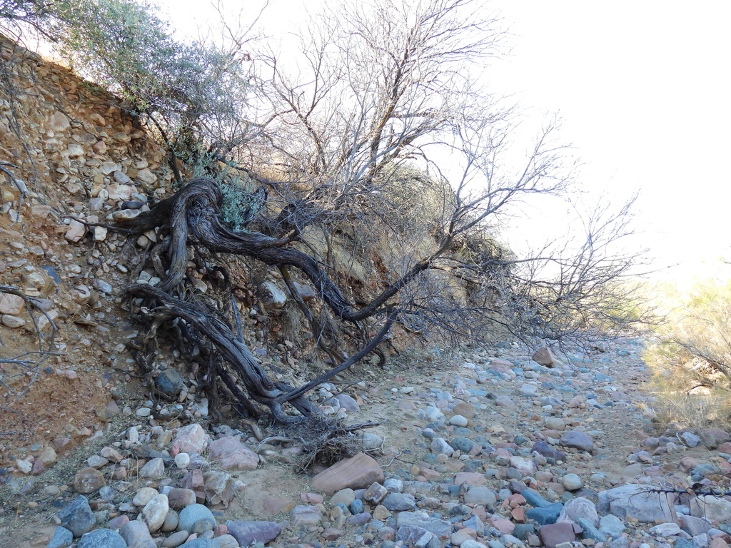 Catclaw Acacia from Gila County, AZ, USA on January 26, 2025 at 10:22 ...