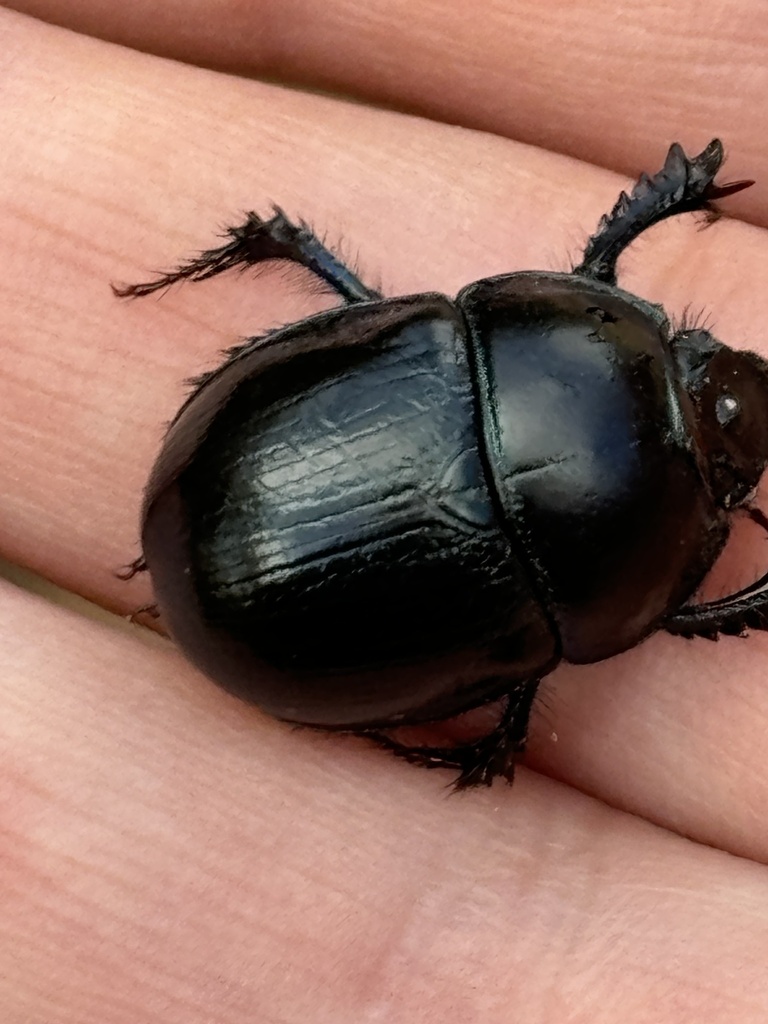 Woodland Dor Beetle from Ruspidge and Soudley, Cinderford, England, GB ...
