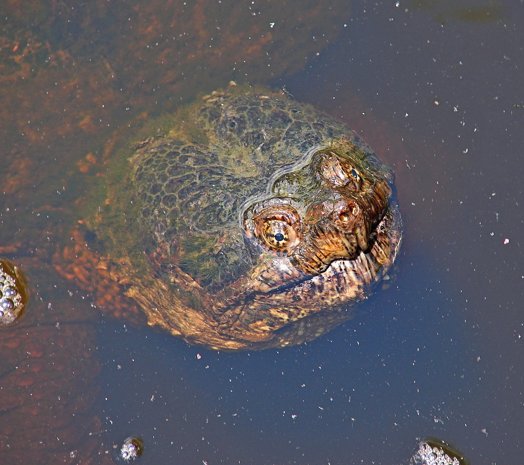 Common Snapping Turtle from Southeast Annadale, Staten Island, NY 10312 ...