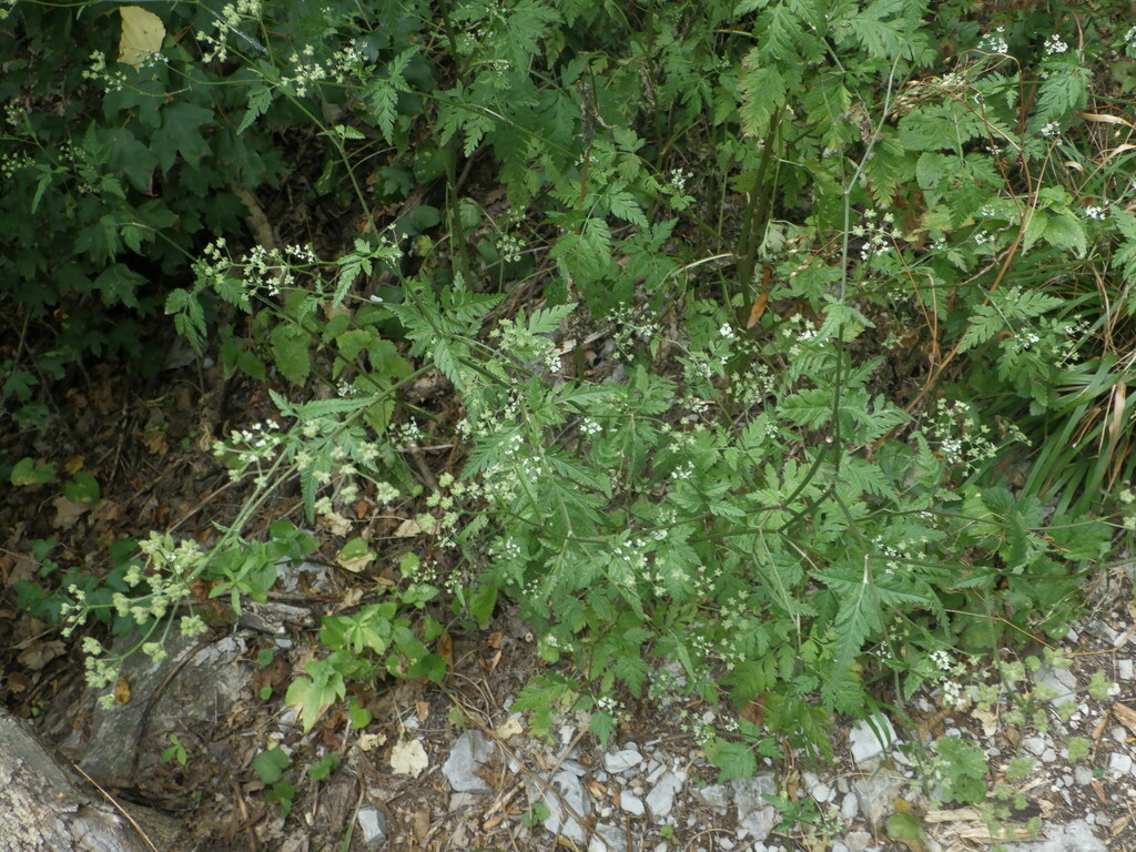 upright hedge-parsley from Pyatigorsk, Stavropol Krai, Russia on July ...