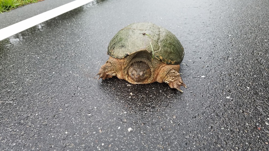 Common Snapping Turtle from Burgaw, NC 28425, USA on May 23, 2017 at 07 ...