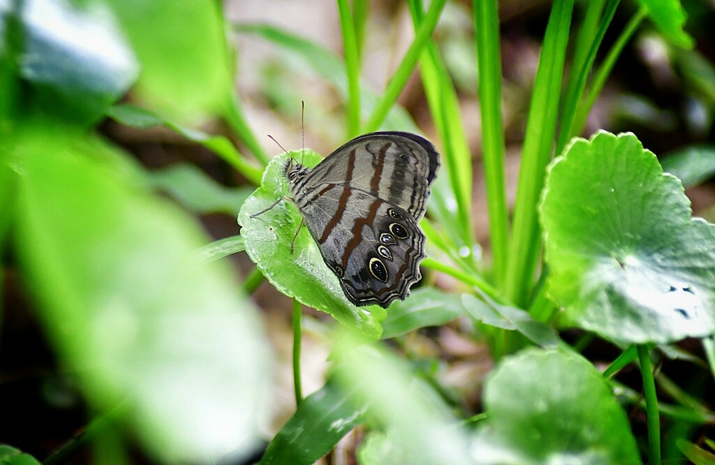 Blue-gray Satyr from Ibagué, Tolima, Colombia on January 10, 2025 at 12 ...