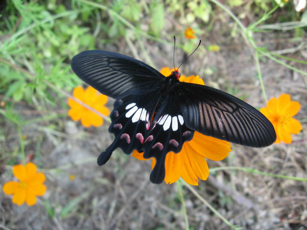 Common Rose Swallowtail from Bolai T.E., Assam, India on October 9 ...