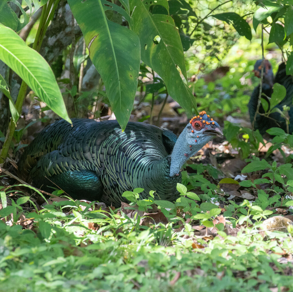 Ocellated Turkey in January 2025 by Dan Fitzgerald (Fitz) · iNaturalist