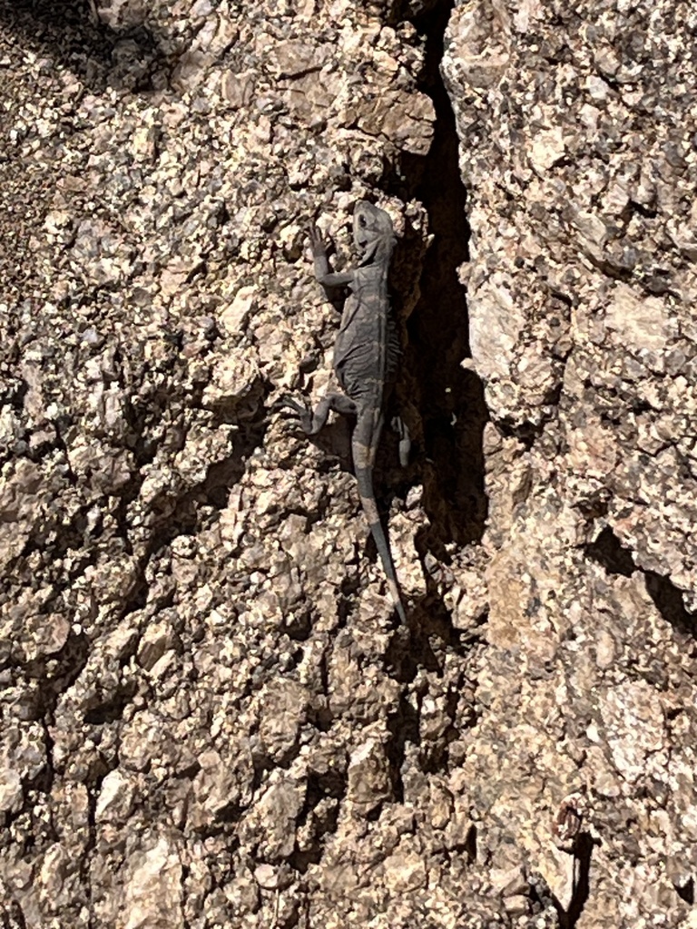 Common Chuckwalla from Phoenix, AZ, US on March 2, 2024 at 09:43 AM by ...