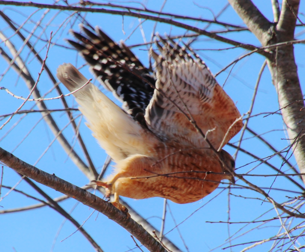 Red-shouldered Hawk from Kanawha County, WV, USA on January 28, 2025 at ...