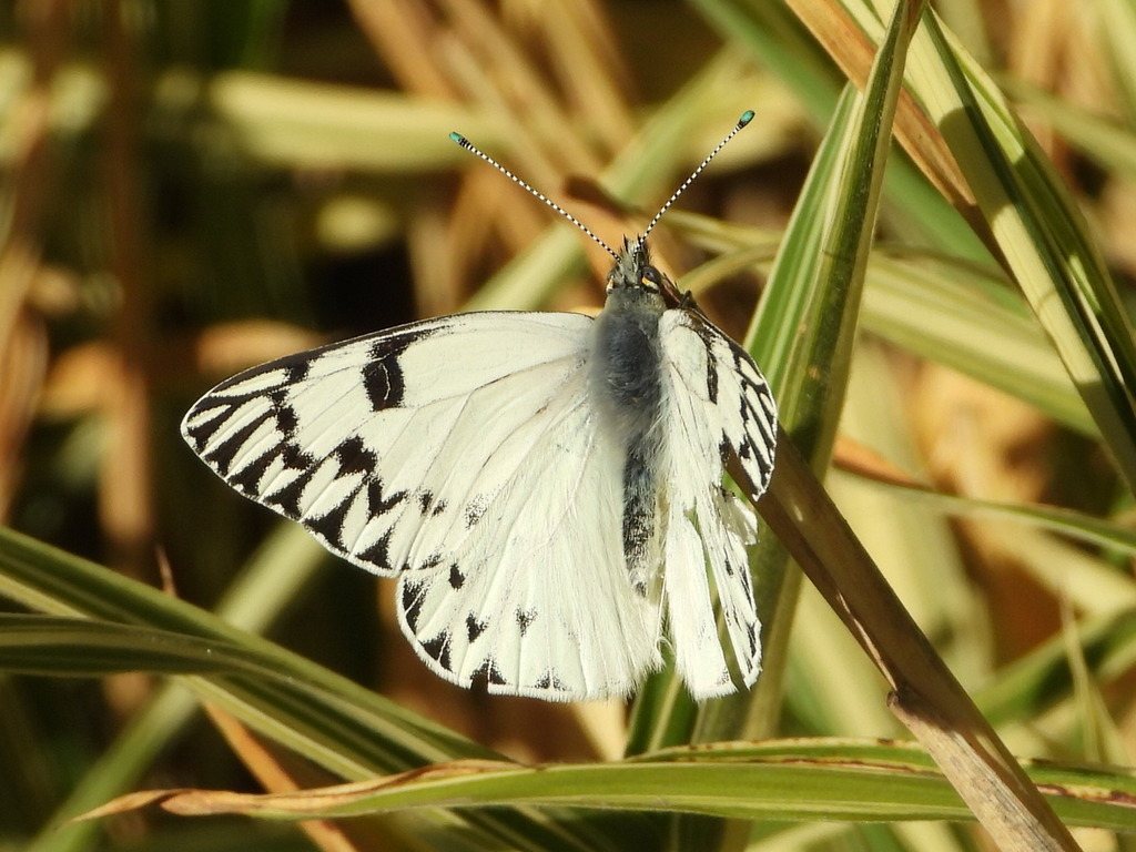 Phulia autodice from Concepcion, Bío Bío, Chile on January 19, 2025 at ...