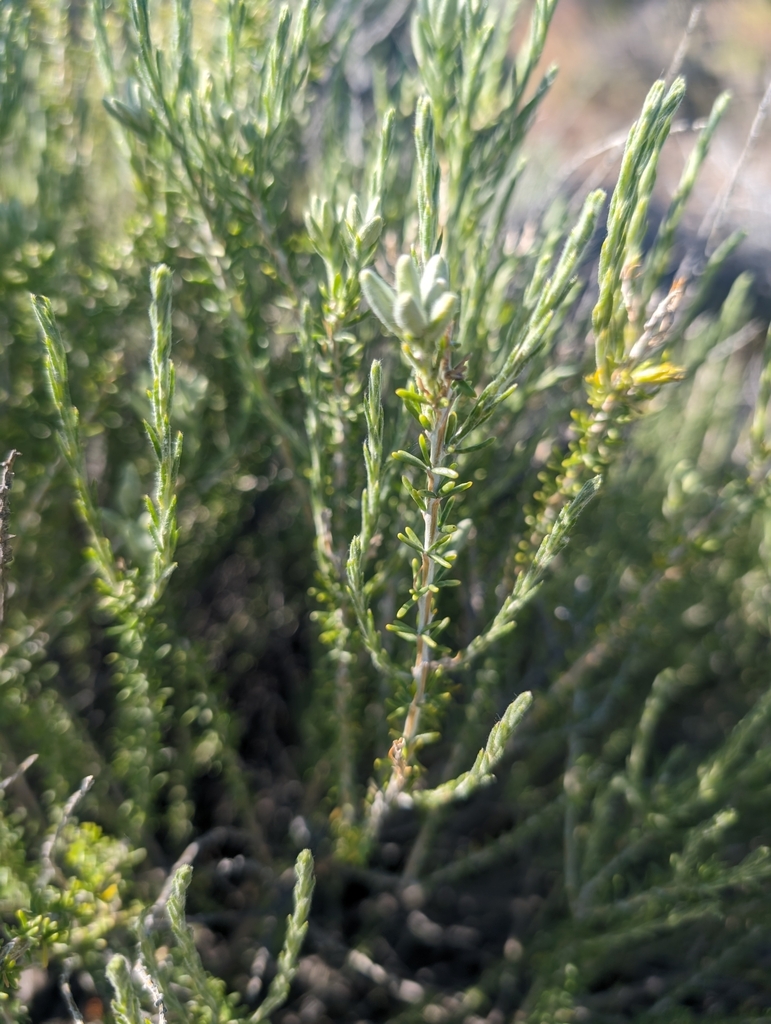 littleleaf horsebrush from Reno, NV 89510, USA on May 16, 2024 at 09:03 ...