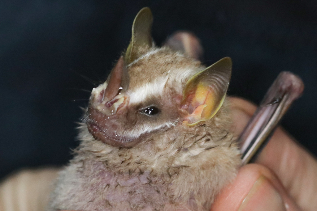 Short-headed Broad-nosed Bat from Novo Aripuanã - State of Amazonas ...