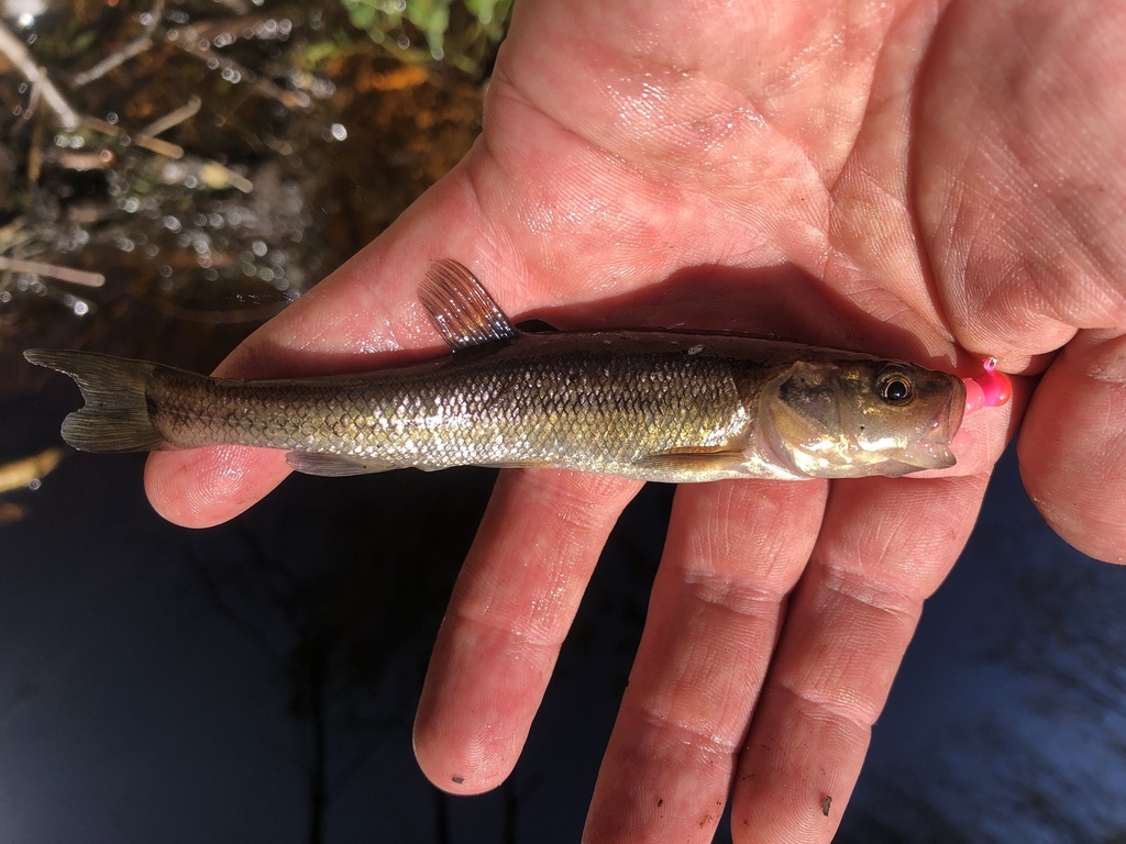 Creek Chub from 54487, Tomahawk, WI, US on July 30, 2019 at 02:01 PM by ...