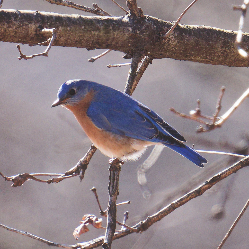 Eastern Bluebird from Northwest Washington, Washington, DC, USA on ...