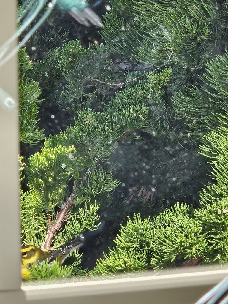 Townsend's Warbler from 600 F St Ste 3 PMB 806, Arcata, CA 95521, USA on January 28, 2025 at 01: ...